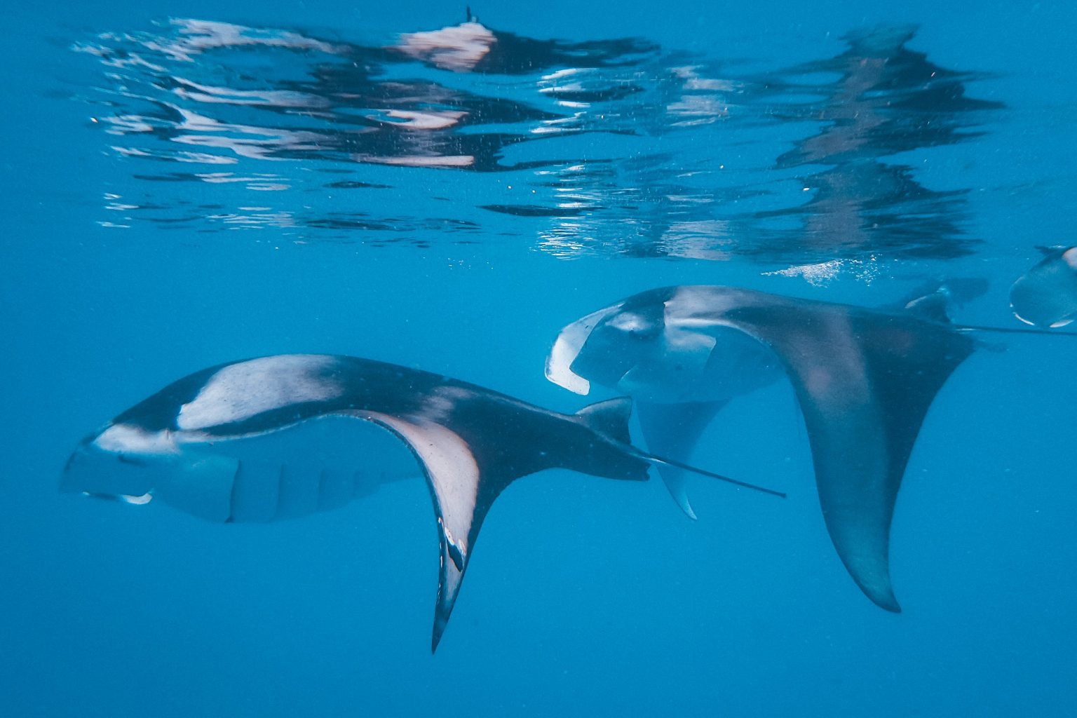 Manta-Saison auf den Malediven hat begonnen – Malediven